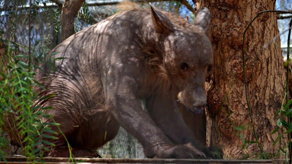 Bald Bear Rescued on Christmas Eve Makes a Stunning Transformation in ...