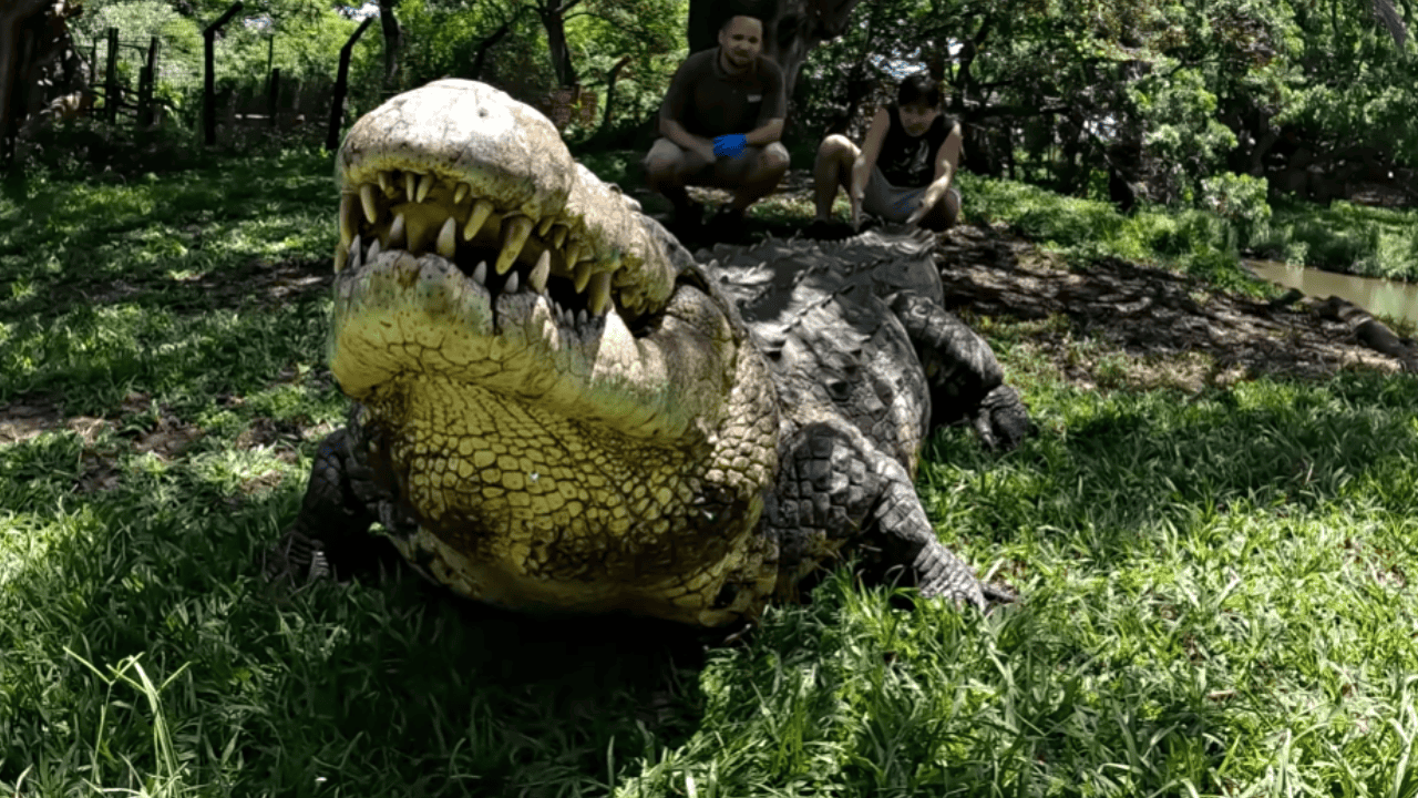 Henry, The World’s Oldest Living Crocodile and Dad of 10,000 Babies ...