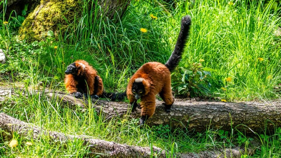 12 Land Animals That Can Fly or Glide - Animals Around The Globe