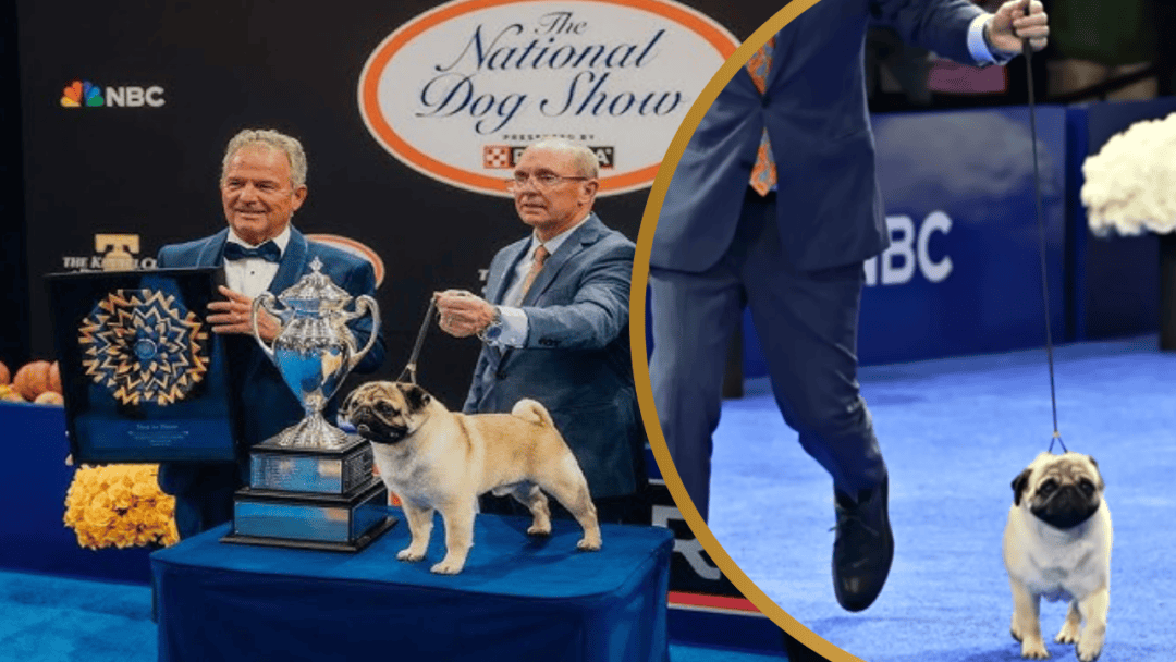 Vito the Pug Makes History as Winner of National Dog Show 2024 ...