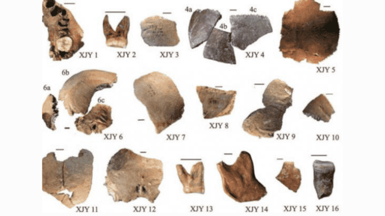 Scientists Discover New Big Headed Human Species in China Sparking Huge ...