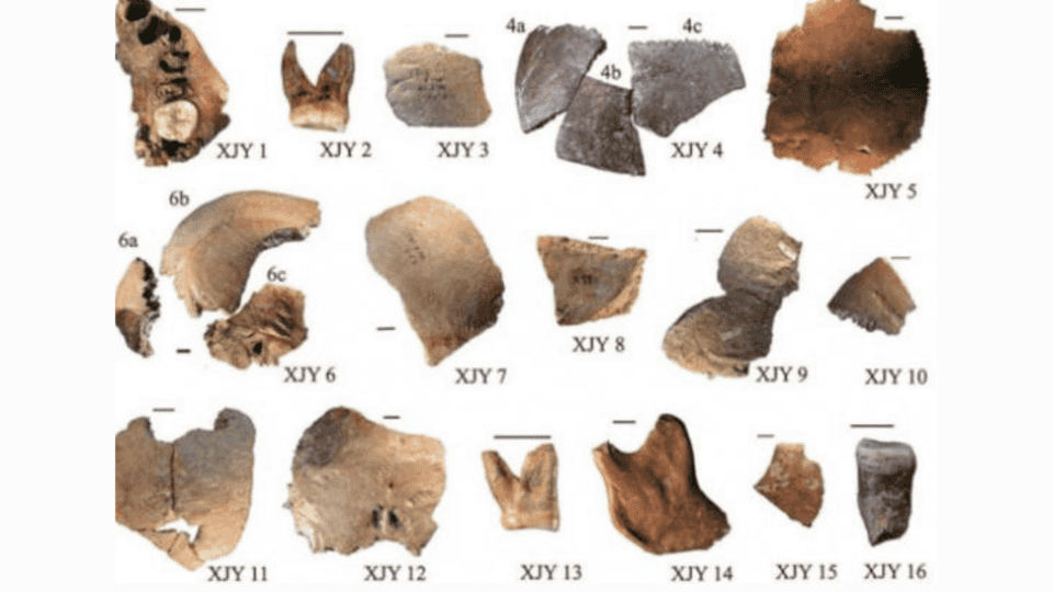 Scientists Discover New Big Headed Human Species in China Sparking Huge ...