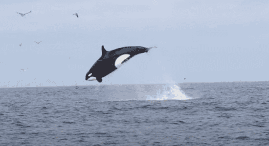 The Largest Orca Ever To Be Spotted