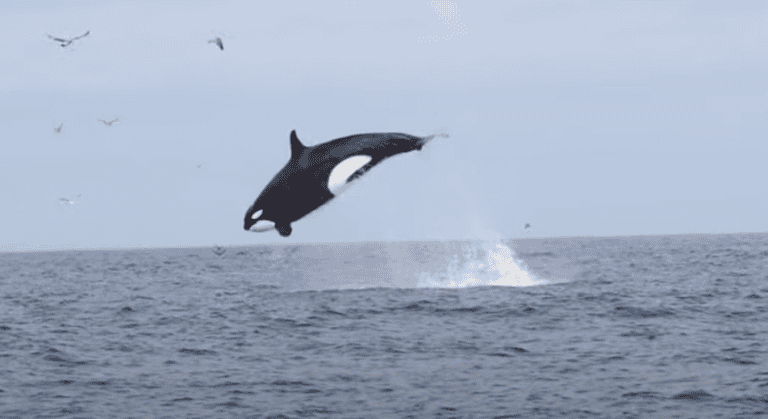 The Largest Orca Ever To Be Spotted