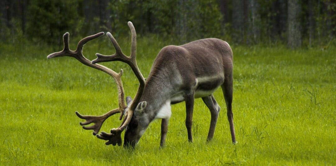 The Controversial Debate Around Wildlife Culling - Animals Around The Globe
