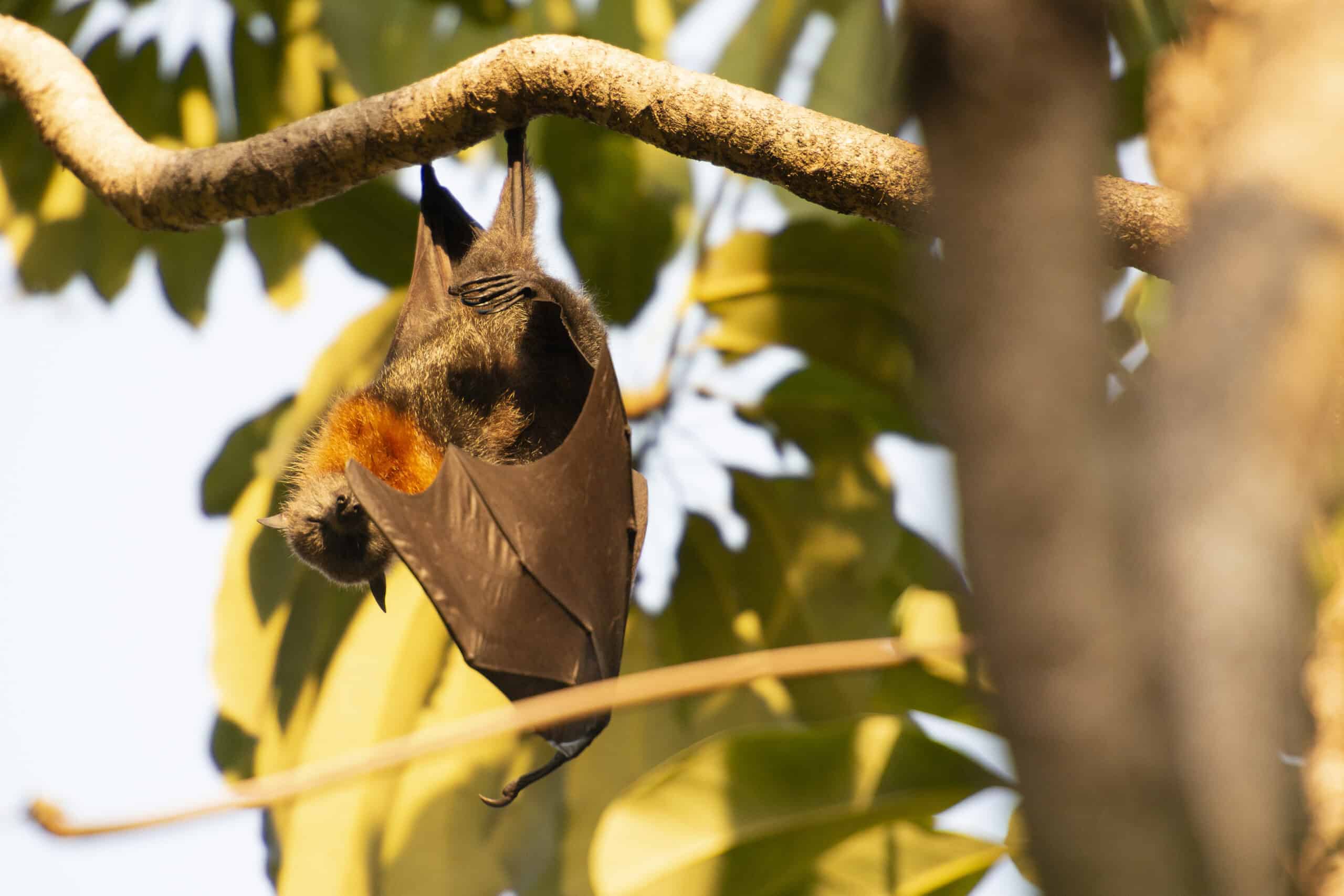 The Largest Bat in the World Has Wings That Stretch Over 5 Feet ...