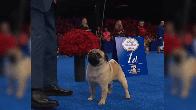 Vito the Pug Makes History as Winner of National Dog Show 2024 ...