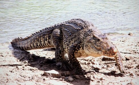 Top 10 Animals and Wildlife in the Australian Outback - Animals Around ...