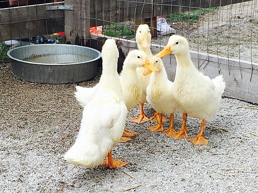 Is The Hidden Cost of Your Dinner Plate Worth It? - Animals Around The ...