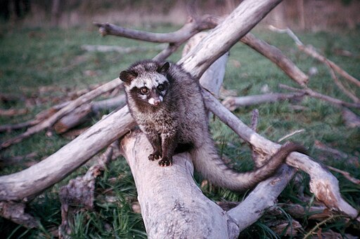 The Secret Behind the Smelly Scent of the Civet Cat - Animals Around ...