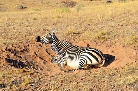 Why Do Zebras Have Stripes? - Animals Around The Globe