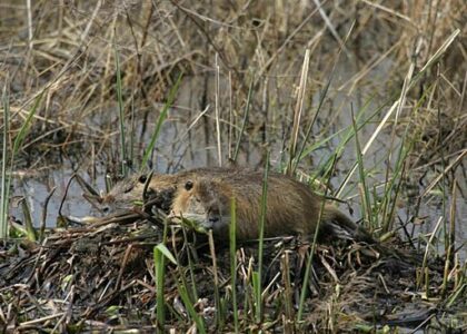The Controversial Debate Around Wildlife Culling - Animals Around The Globe