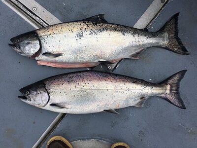 Oregon’s Giant King Salmon Keeps Fishermen Dreaming Big - Animals ...