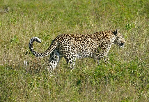 Why the Leopard is Known for Its Stealth and Silence - Animals Around ...