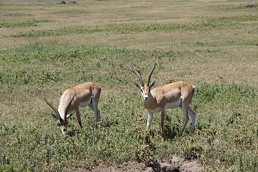 Why Do Gazelles Leap into the Air When Threatened? - Animals Around The ...