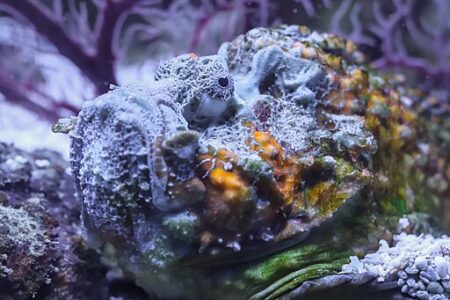 The Stealthy Killer: How the Stonefish’s Venomous Spines Threaten ...
