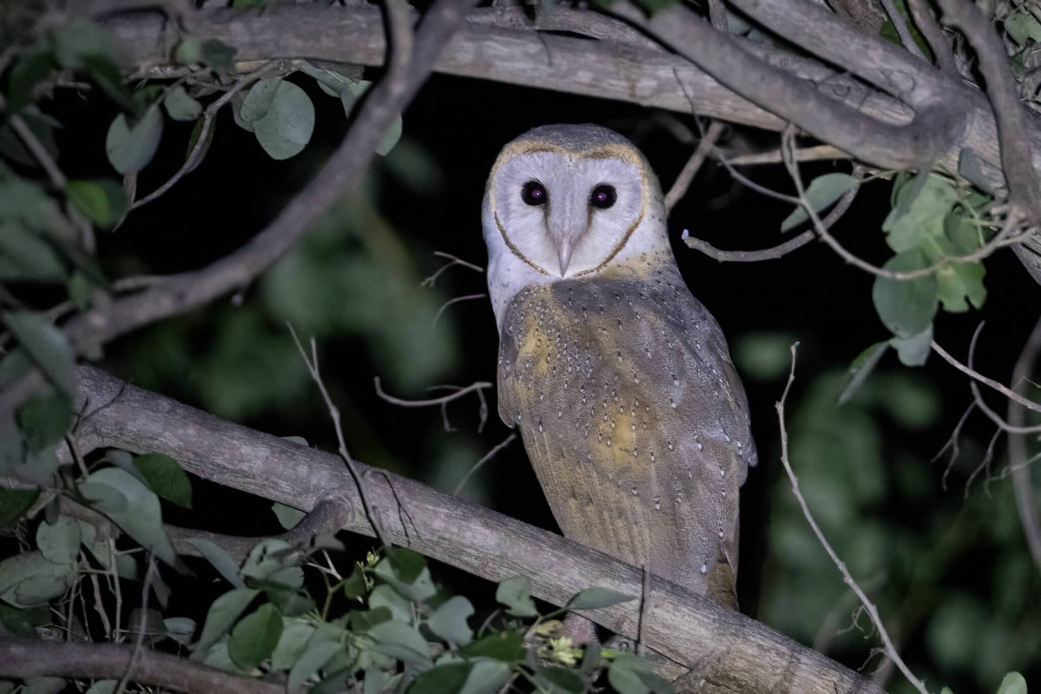 These Owls Hunt Without Making a Sound—Here’s How - Animals Around The ...