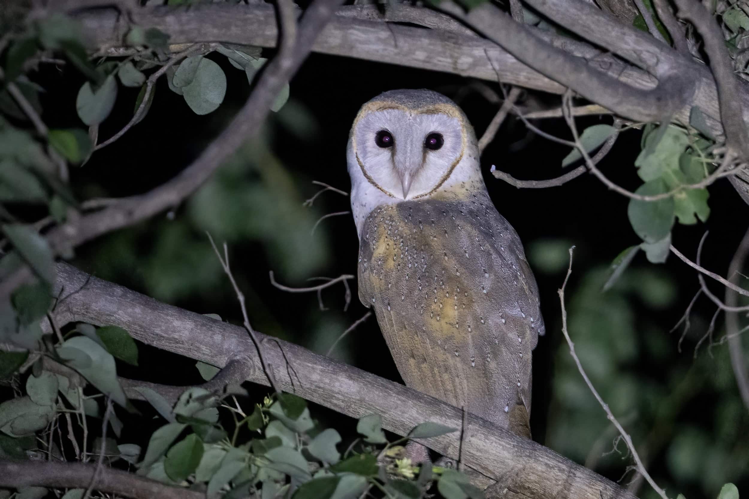 These Owls Hunt Without Making a Sound—Here’s How - Animals Around The ...
