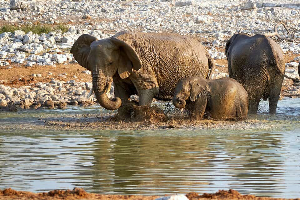 Meet the Strongest Land Mammal in the World - Animals Around The Globe