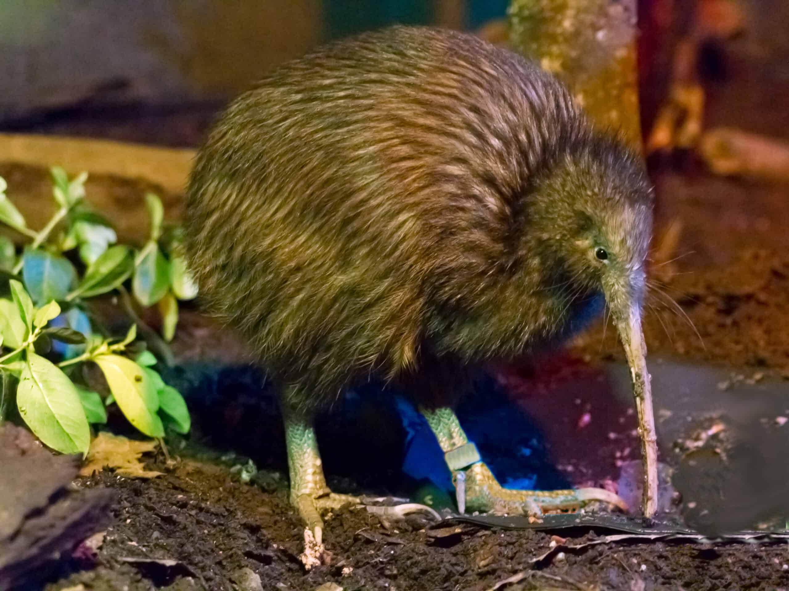 Why New Zealand Is the Best Place to See Kiwi Birds in the Wild ...