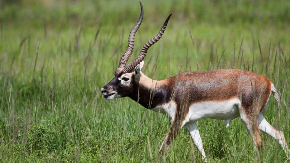 How the Antelope Can Sprint Faster Than Most Predators - Animals Around ...