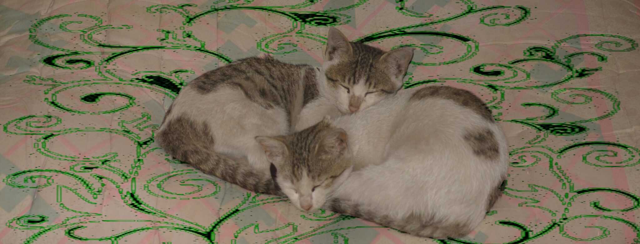 10 Myths About Cats Debunked by Science