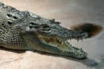 How Crocodiles Communicate—And Why It Matters - Animals Around The Globe