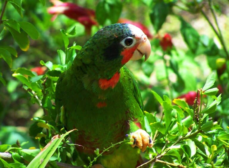 Are Parrots Really as Smart as 5-Year-Olds? - Animals Around The Globe