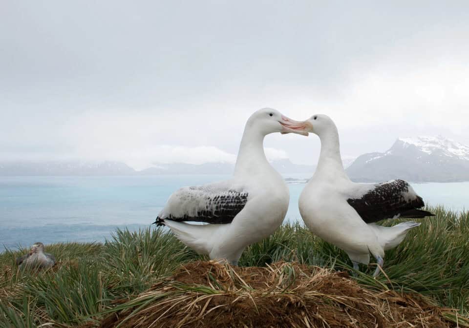 20 Fascinating Animal Mating Rituals That Will Surprise You - Animals ...