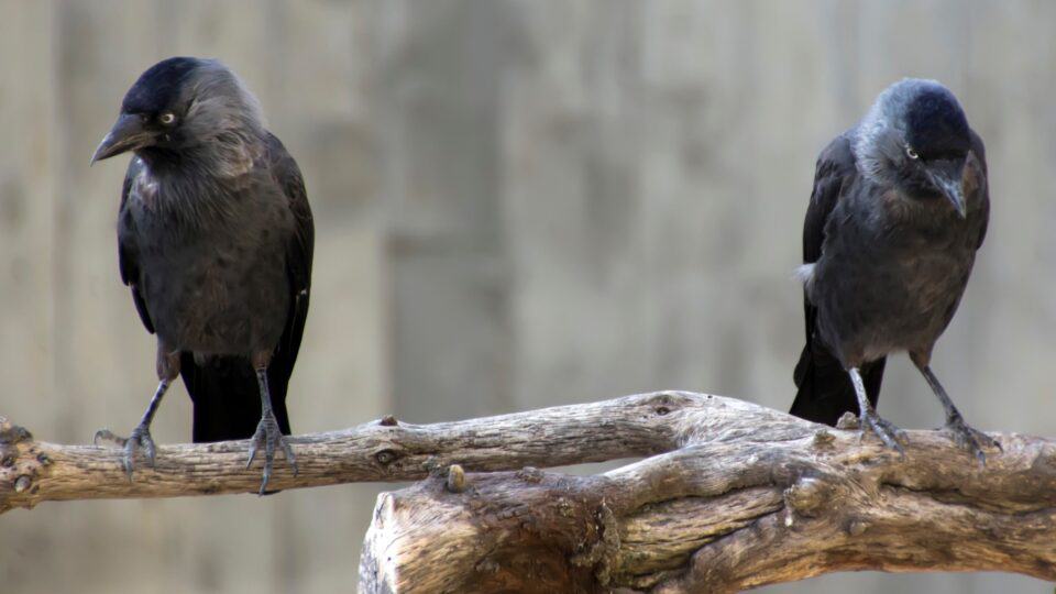 How the Intelligence of Crows are Changing Our Ideas on Animal ...