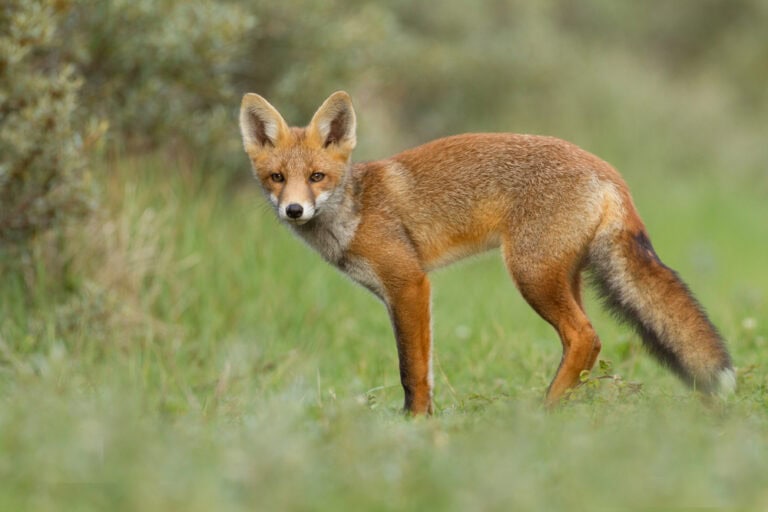 How Arctic Foxes Use Their Ears to Locate Hidden Prey Under Snow ...