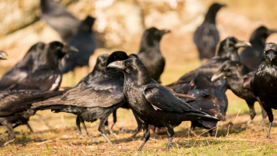 The Secret Behind Why Crows Bring Gifts to Certain People - Animals ...