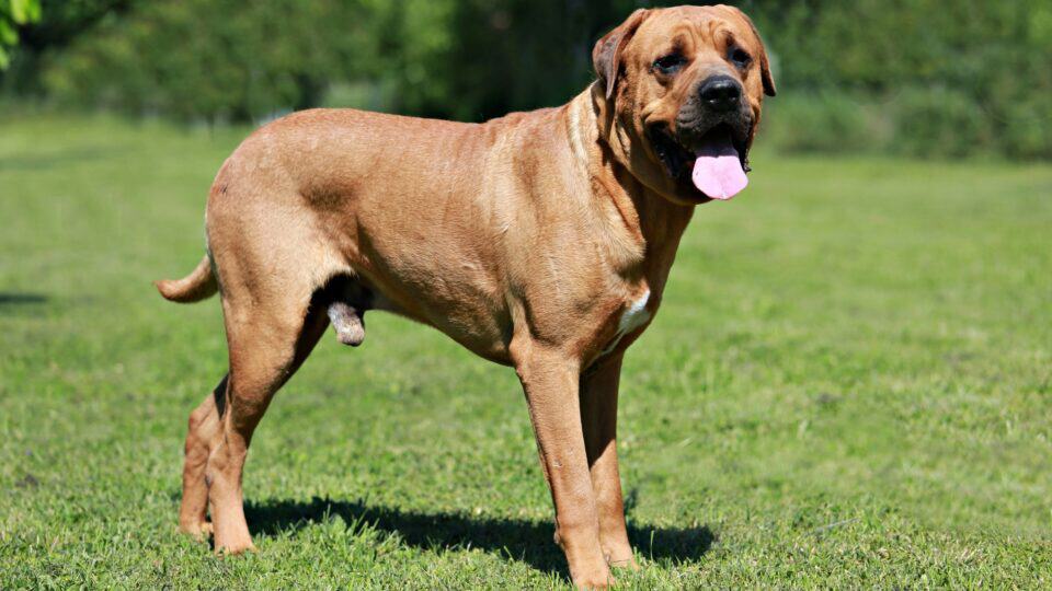 The 35 Most Aggressive Dog Breeds Ranked by Bite Force (#12 is a Total ...