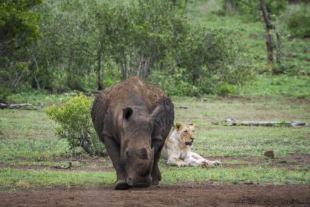 Spotlight on Endangered Species: Stories of Survival and Rescue ...
