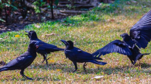 How the Intelligence of Crows are Changing Our Ideas on Animal ...