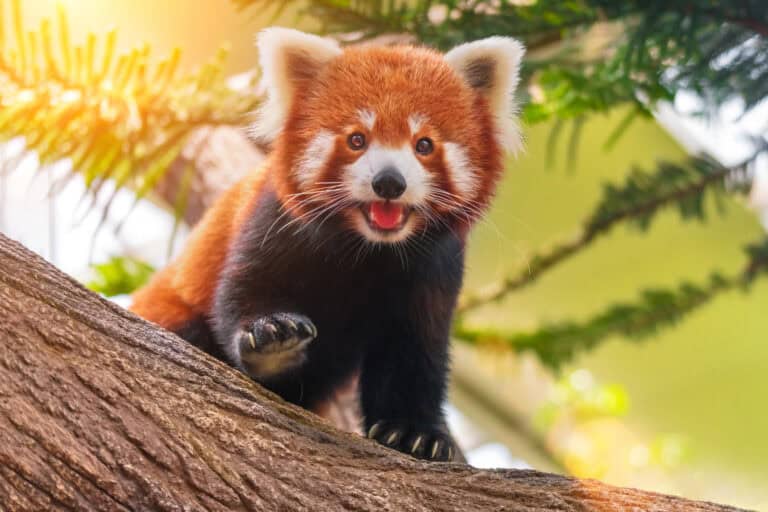 Protecting Endangered Species: Global Efforts Yield Significant Results ...