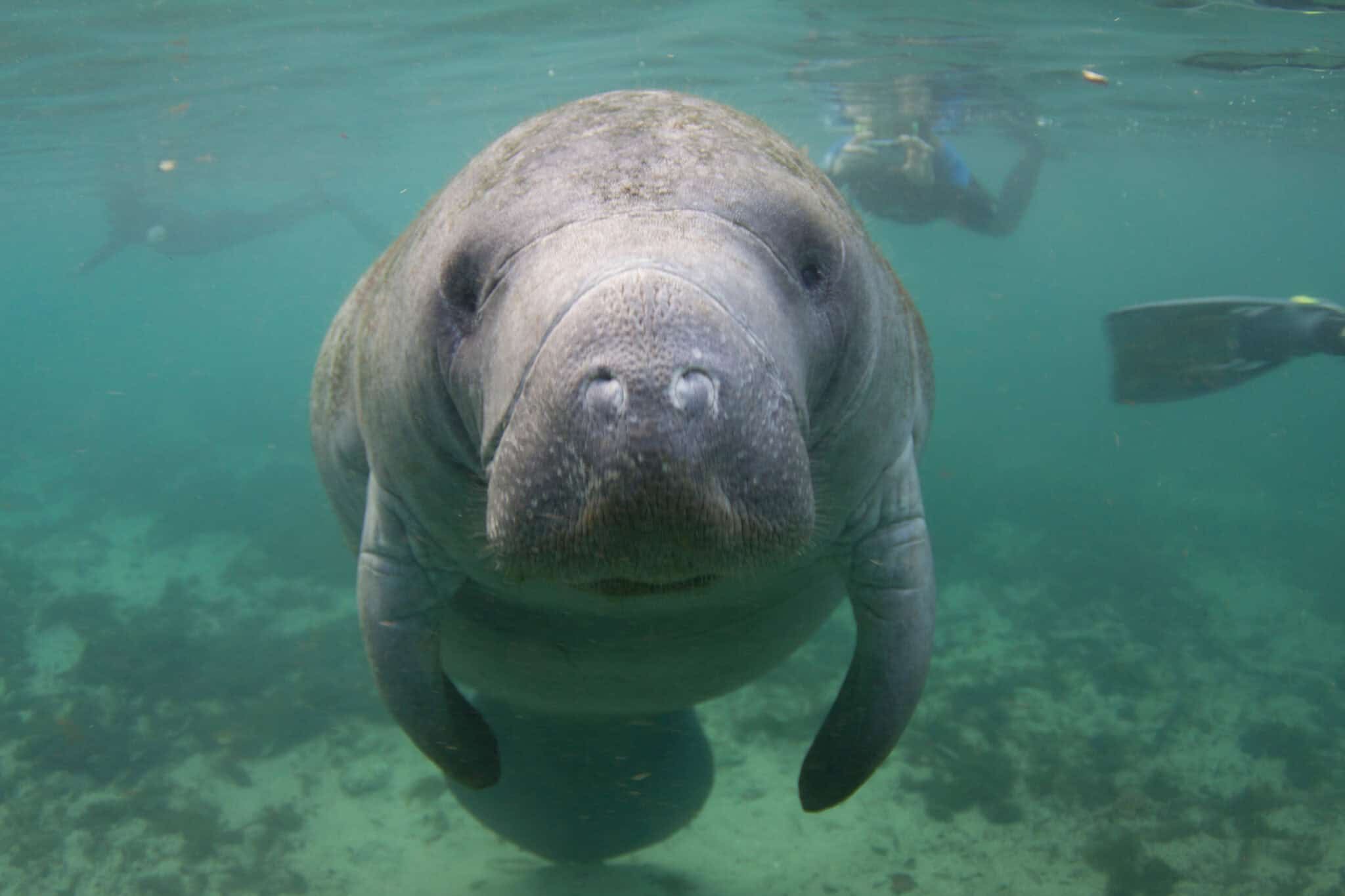 The Slow-Moving Manatee: A Gentle Giant of the Waterways