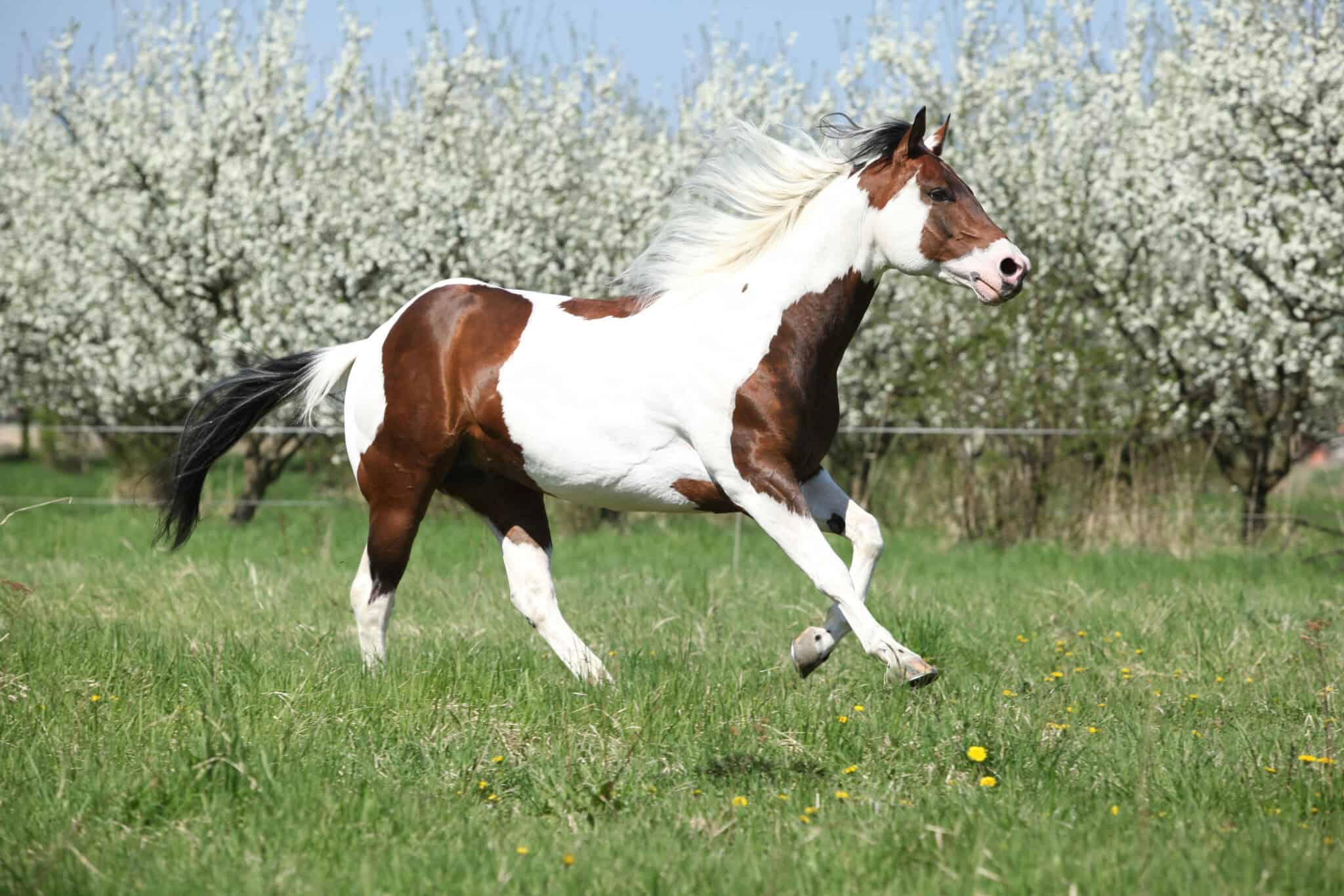 11 Unique Horse Colors And Patterns That Will Take Your Breath Away ...