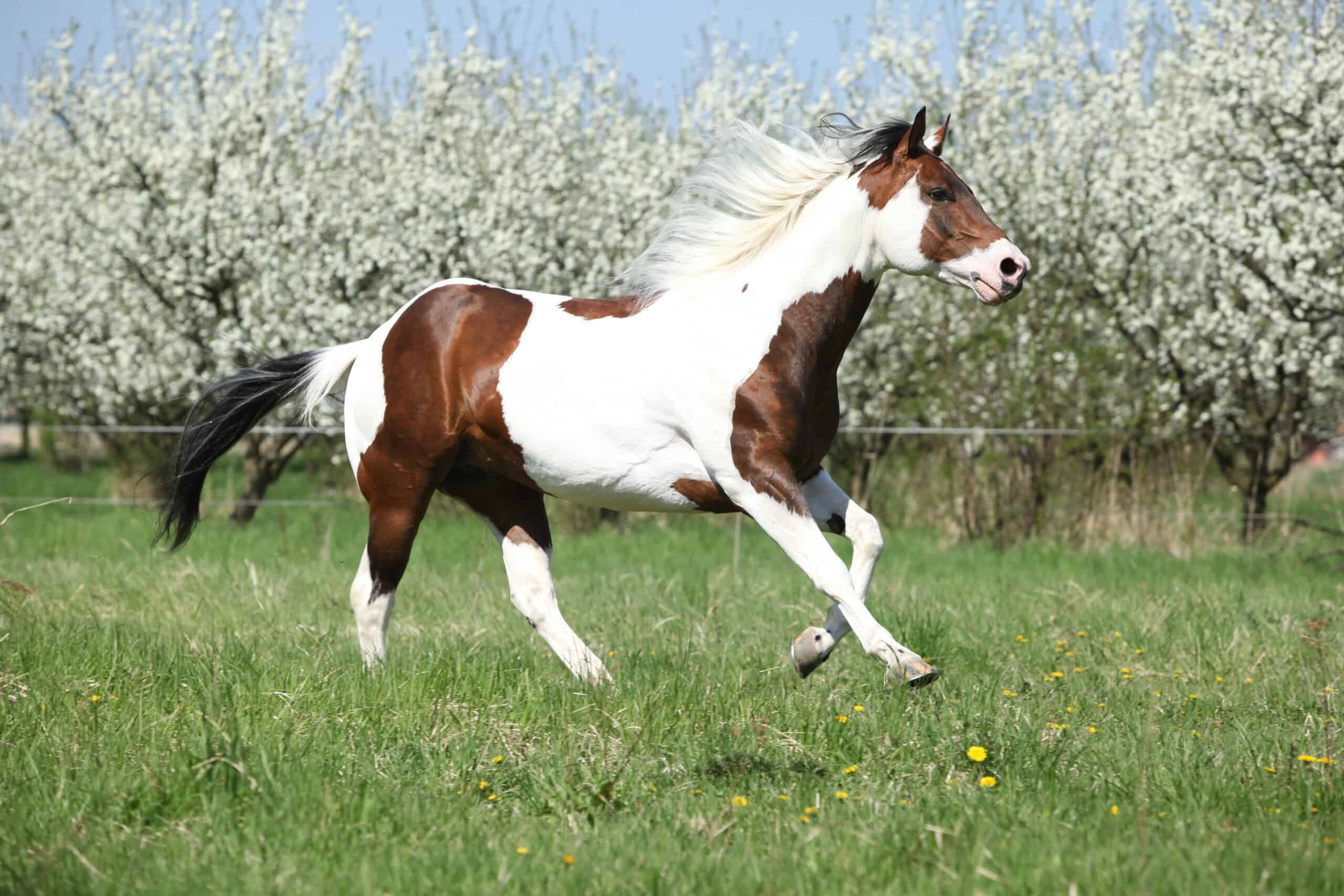 11 Unique Horse Colors And Patterns That Will Take Your Breath Away ...