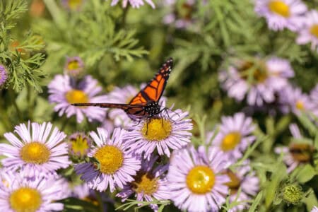 Why Some Butterflies Can See More Colors Than Humans - Animals Around ...
