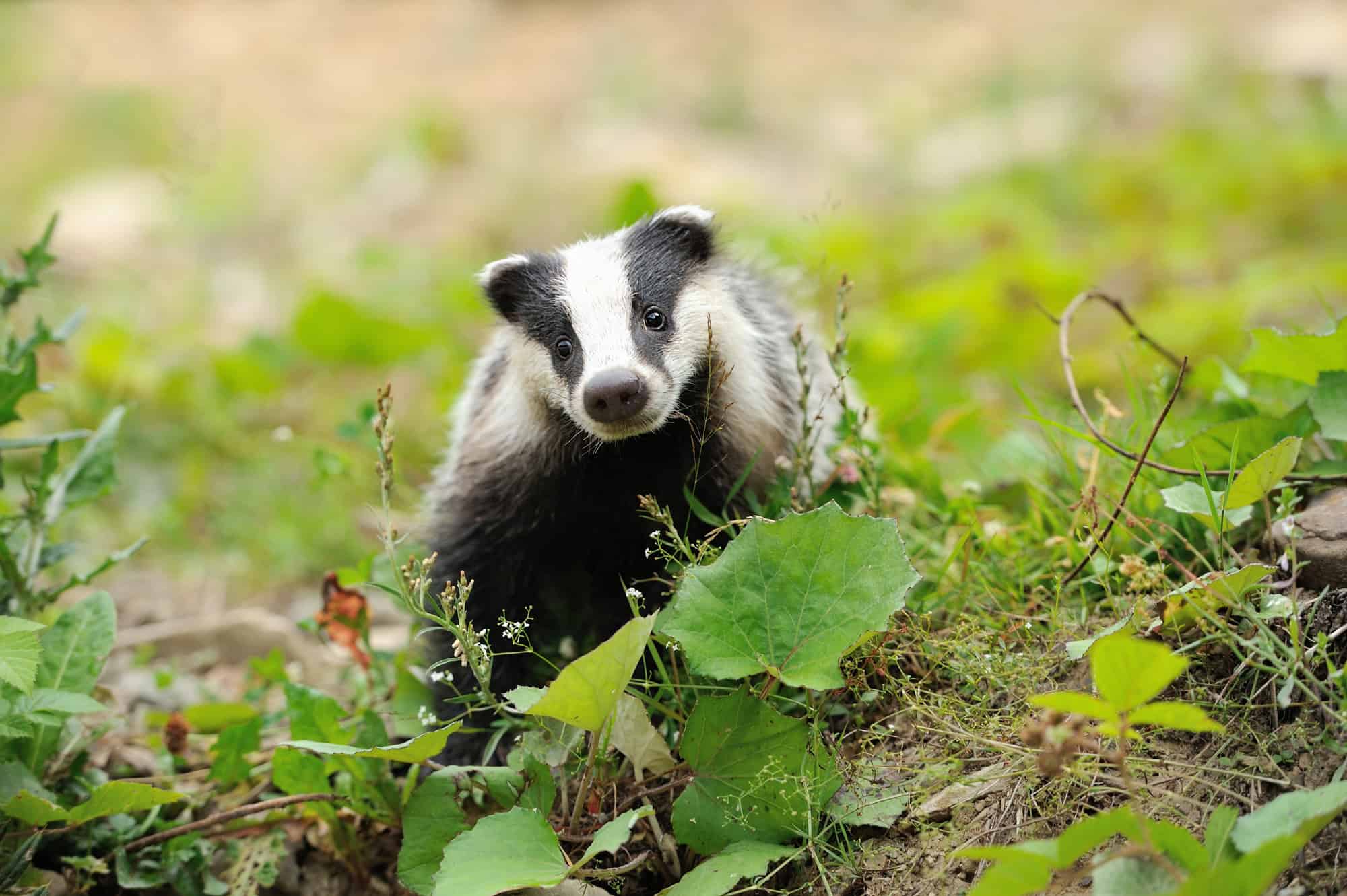 15 animais e vida selvagem que começam com B - Animals Around The Globe