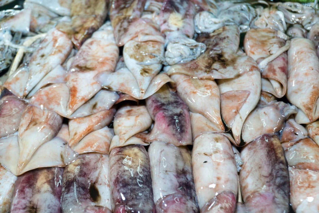 The Stinkiest Fish Why the Surströmming Fish Smells So Bad - Animals ...