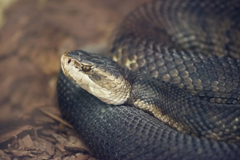 14 Small But Definitely Dangerous Animals In The US - Animals Around ...