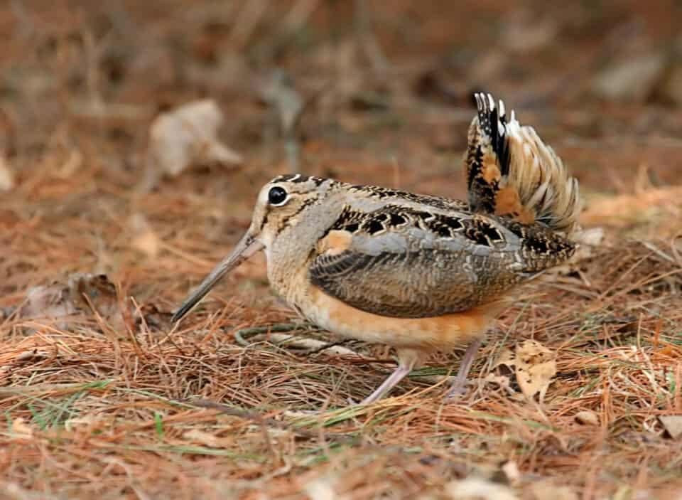 The Dazzling Mating Dance of the Male Woodcock - Animals Around The Globe