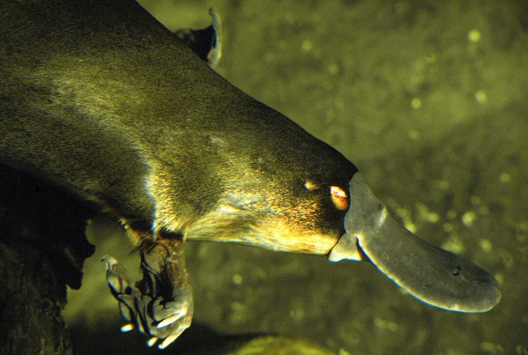 The World's Most Venomous Mammal - Animals Around The Globe