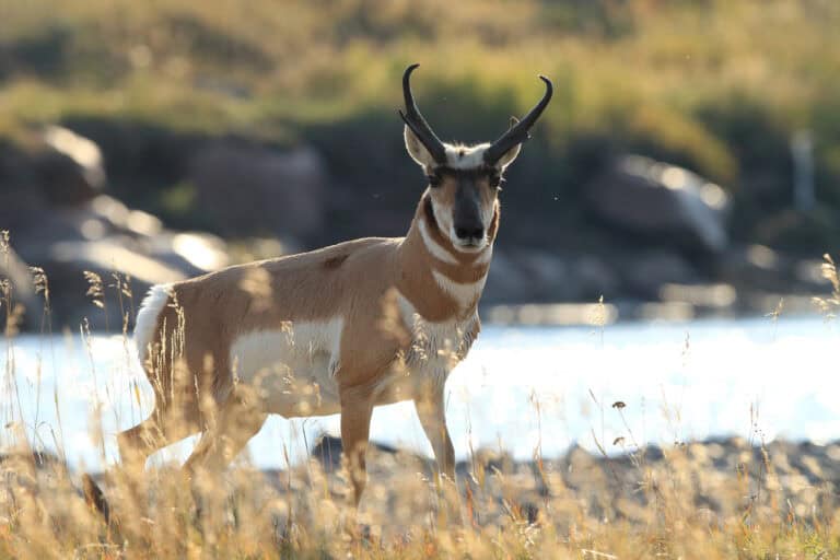 The Legendary Speed of the Pronghorn Antelope