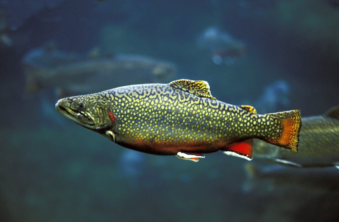 Do Fish Feel Pain? Science Finally Has an Answer - Animals Around The Globe