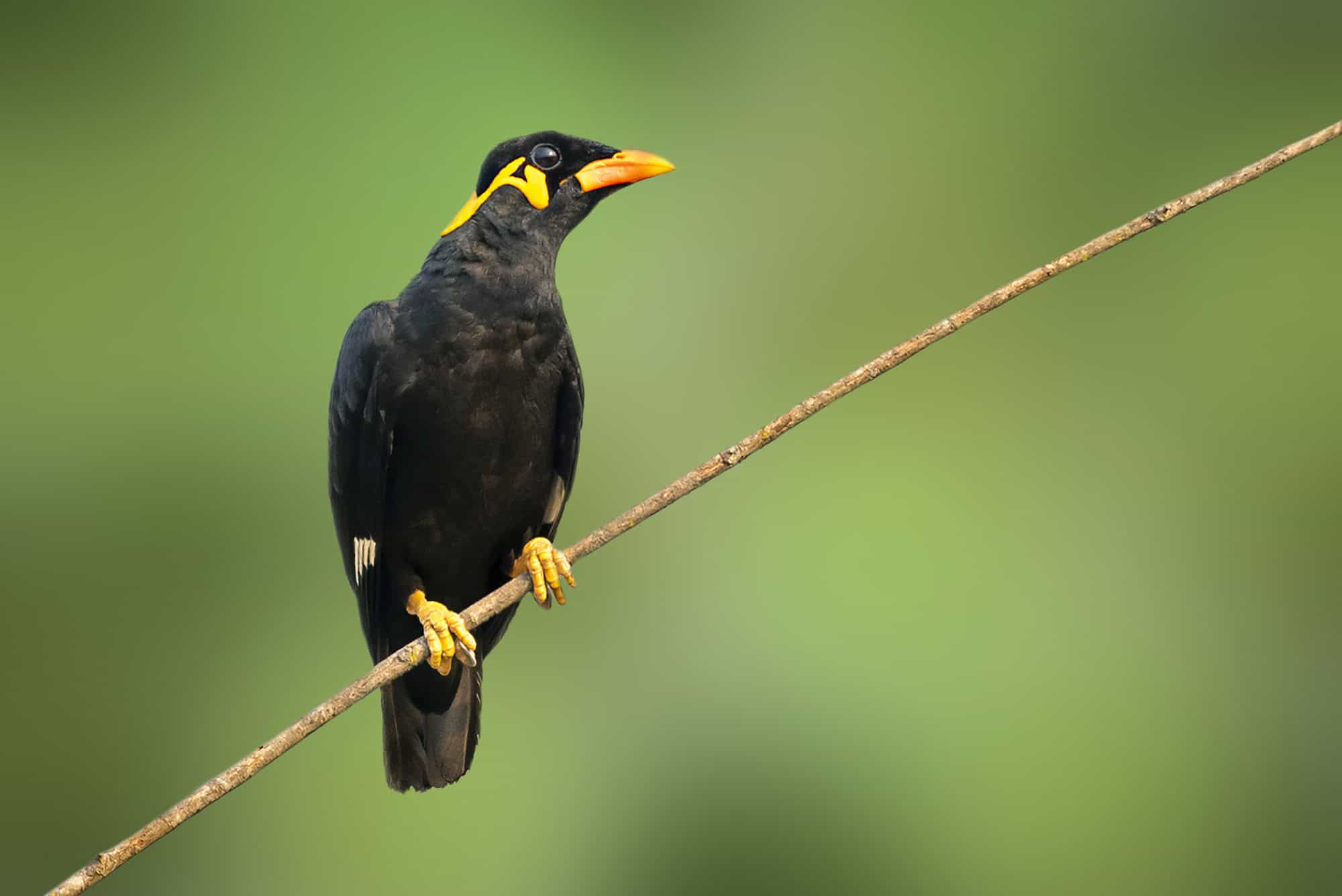 15 Ways to Attract More Birds to Your Backyard - Animals Around The Globe