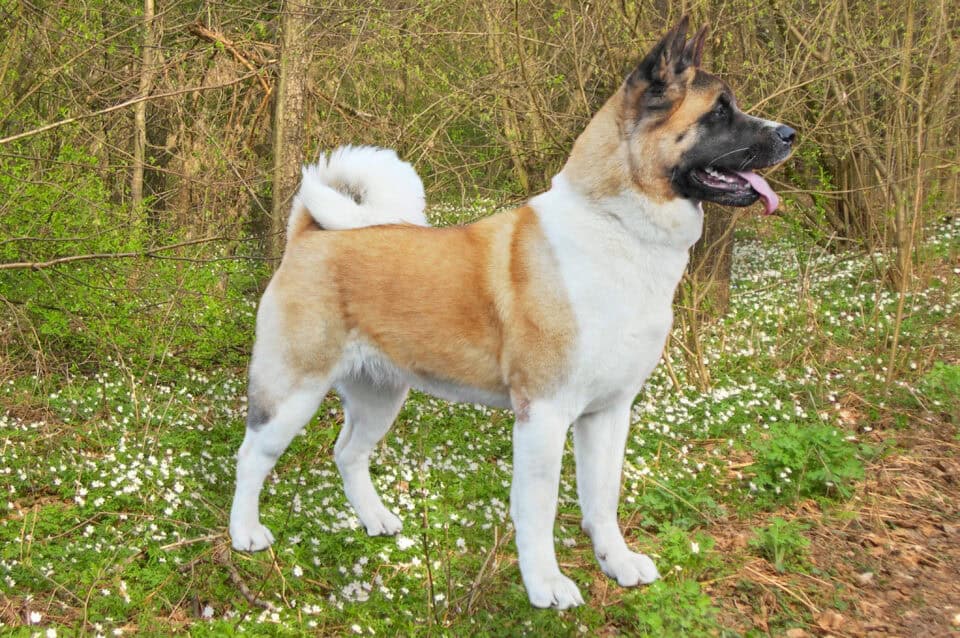14 Dog Breeds Known for Fierce Loyalty - Animals Around The Globe