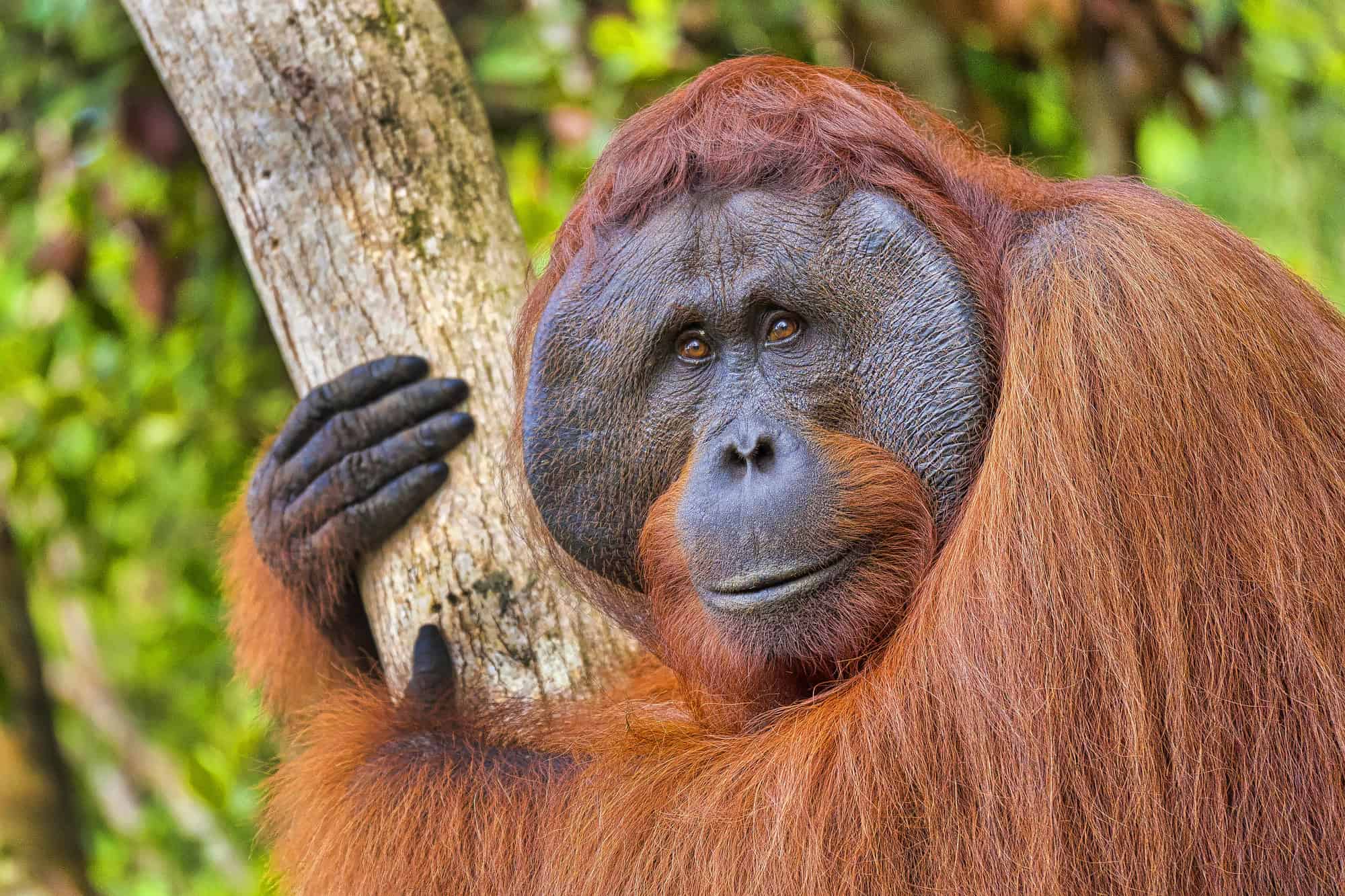 Orangutans Use Umbrellas in Rain